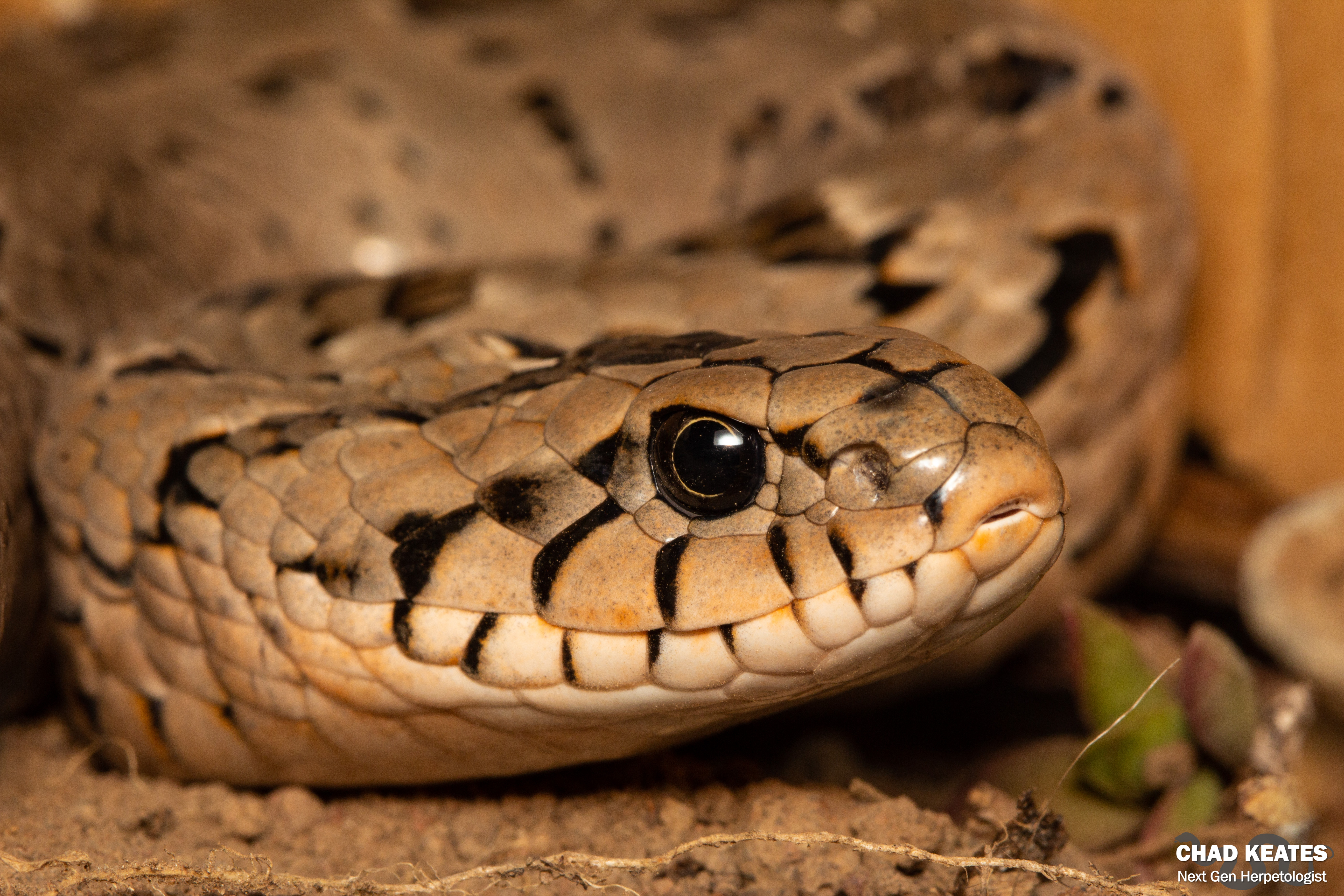 Rhombic Night Adder – Causus rhombeatus | Chad Keates