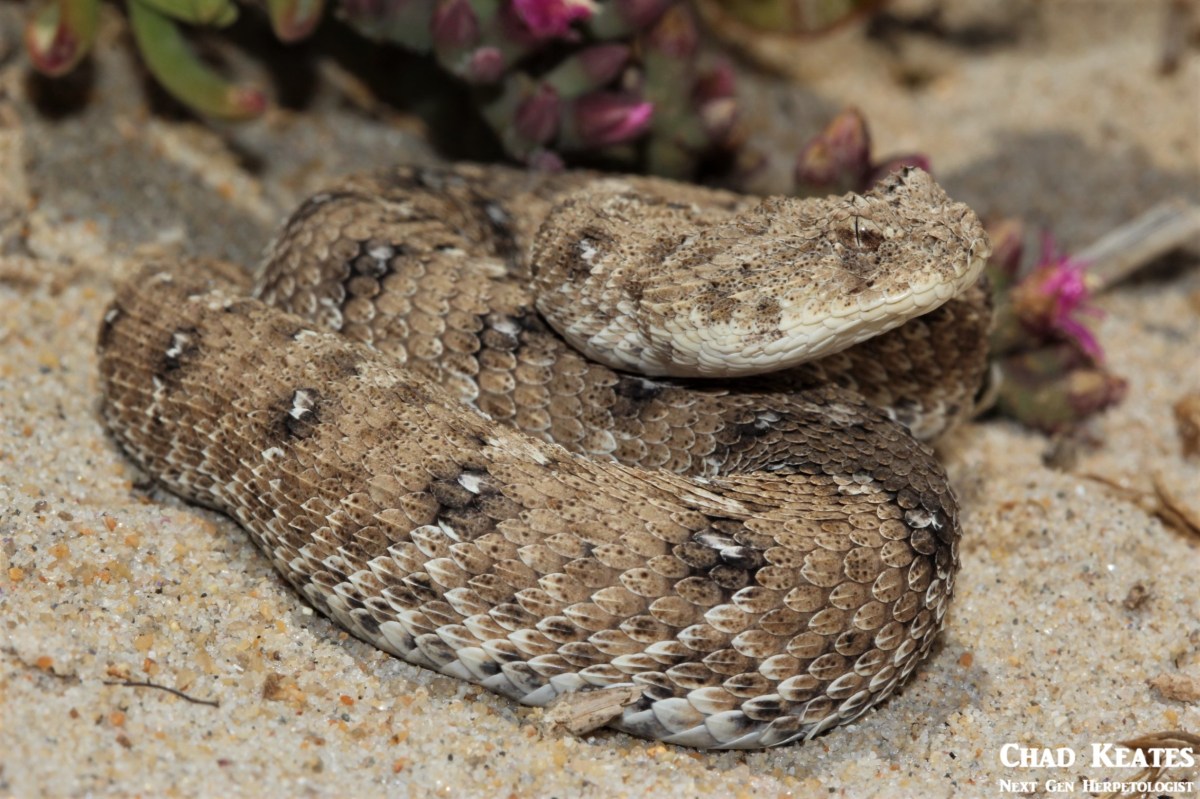 Namaqua Dwarf Adder (Bitis schneideri) | Chad Keates