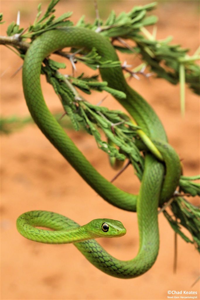 Eastern Natal Green Snake (Philothamnus natalensis natalensis) | Chad ...