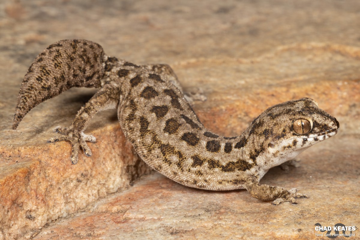 Spotted Thick-toed Gecko (Pachydactylus maculatus) | Chad Keates