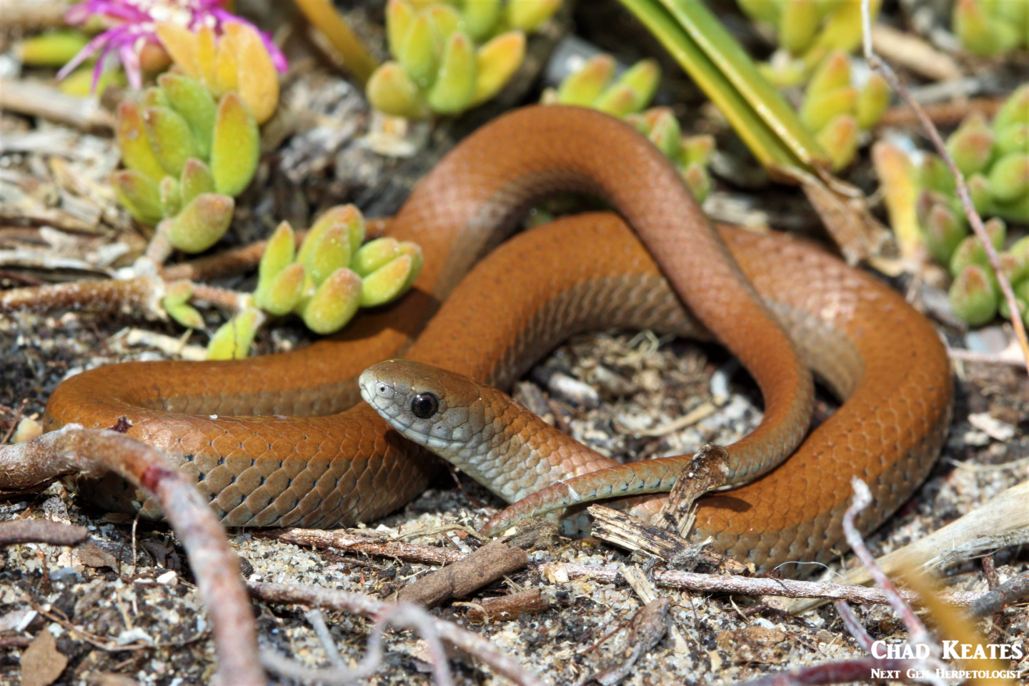 Slug eater (Duberria lutrix) | Chad Keates