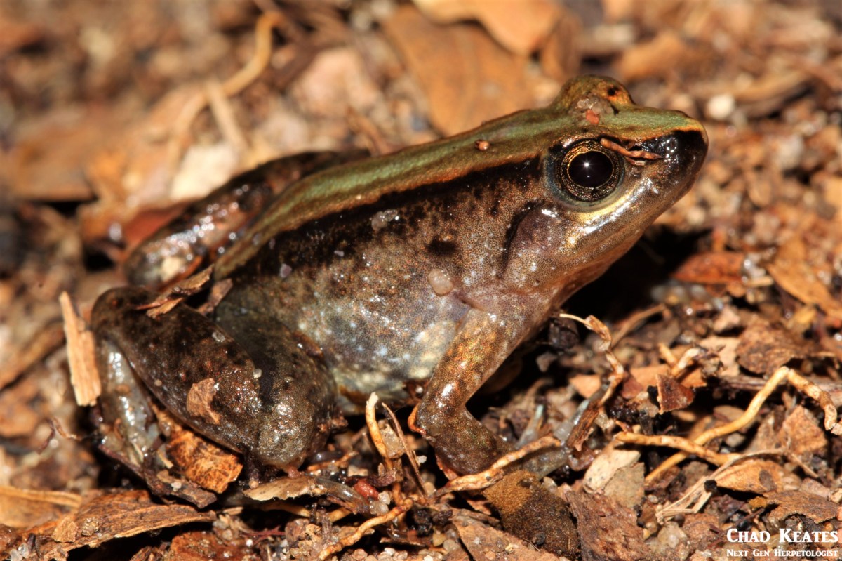 East African Puddle Frog (Phrynobatrachus acridoides) | Chad Keates