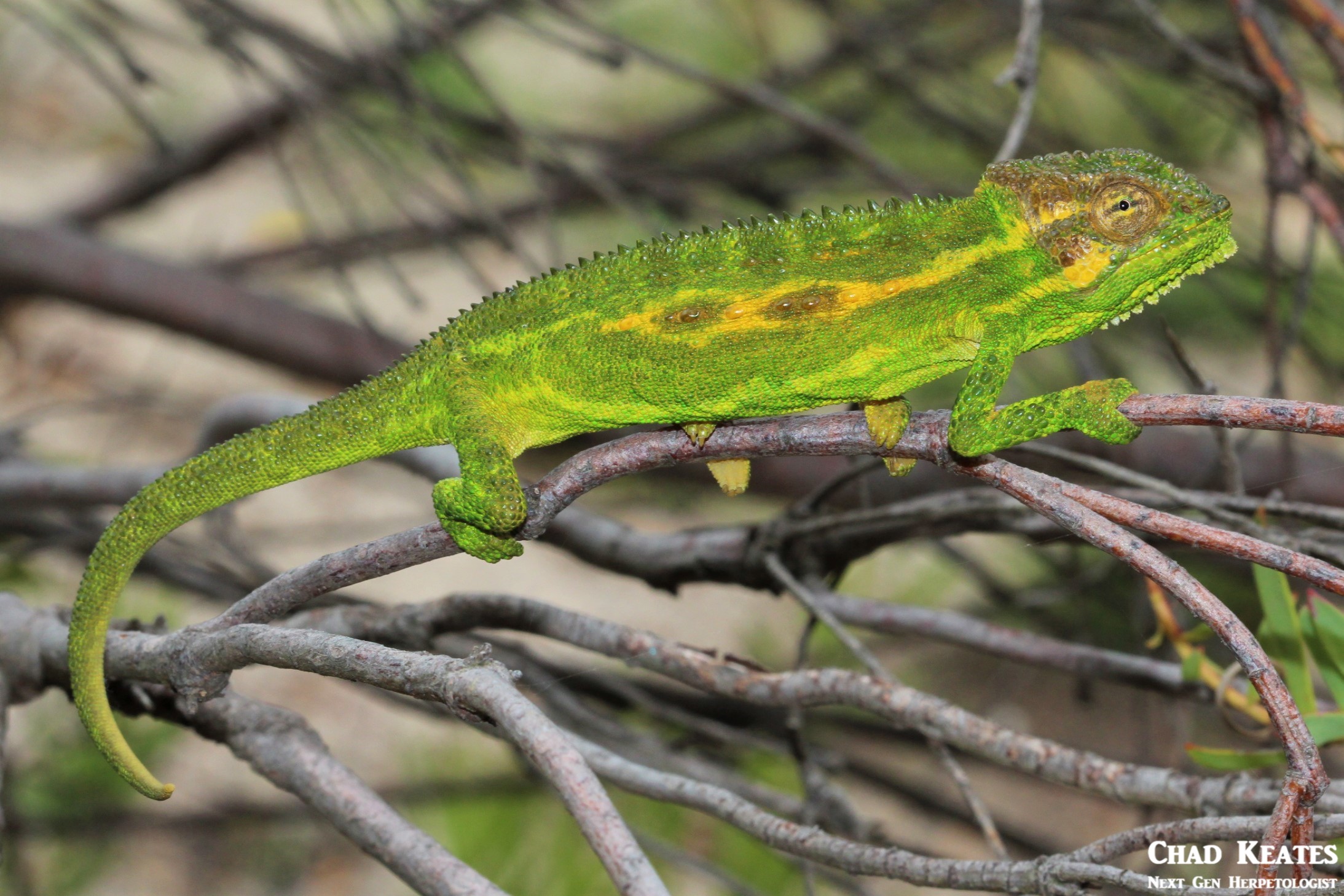 Cape Dwarf Chameleon (Bradypodion pumilum) | Chad Keates