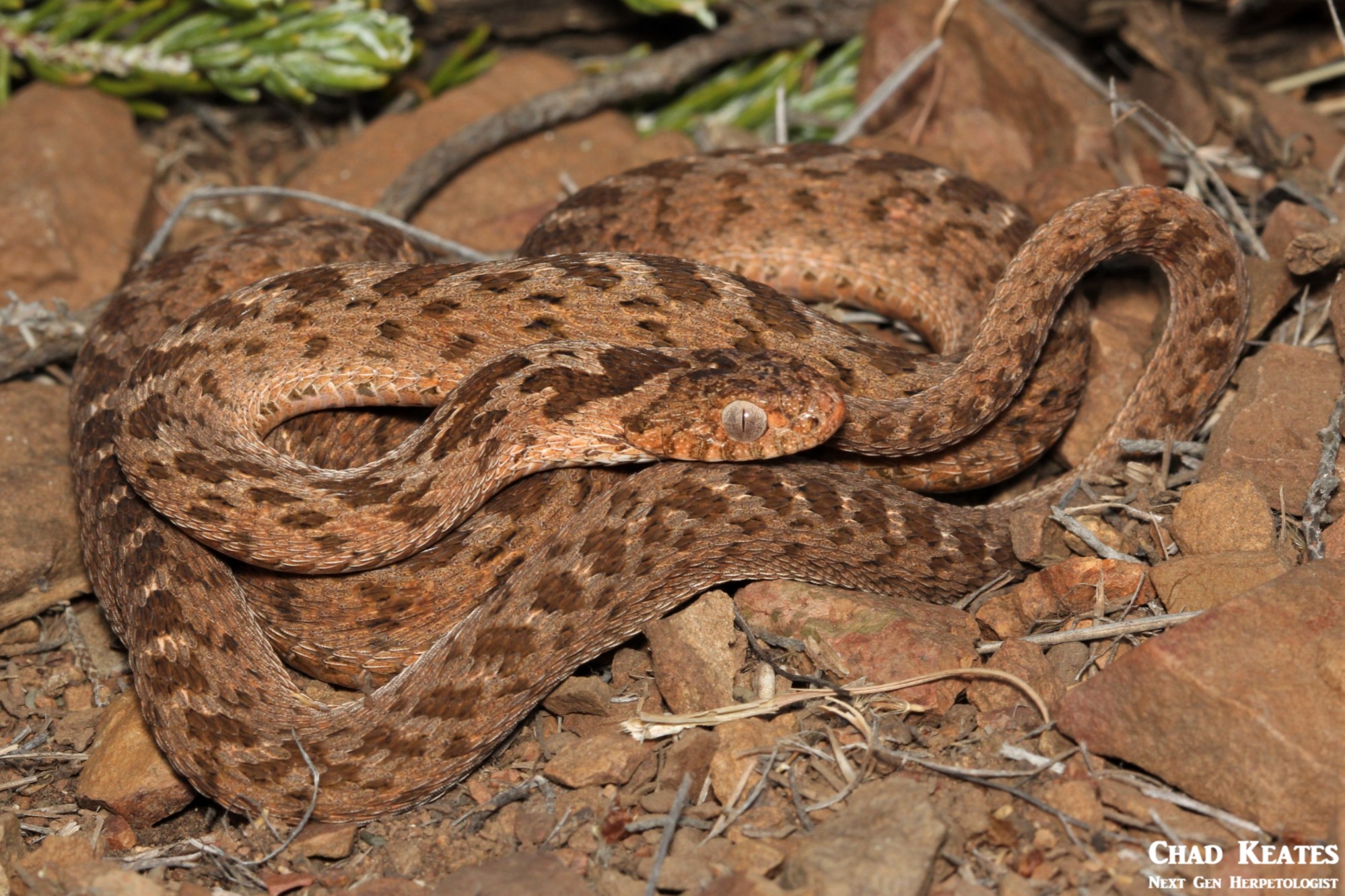 Snakes of the Eastern Cape | Chad Keates