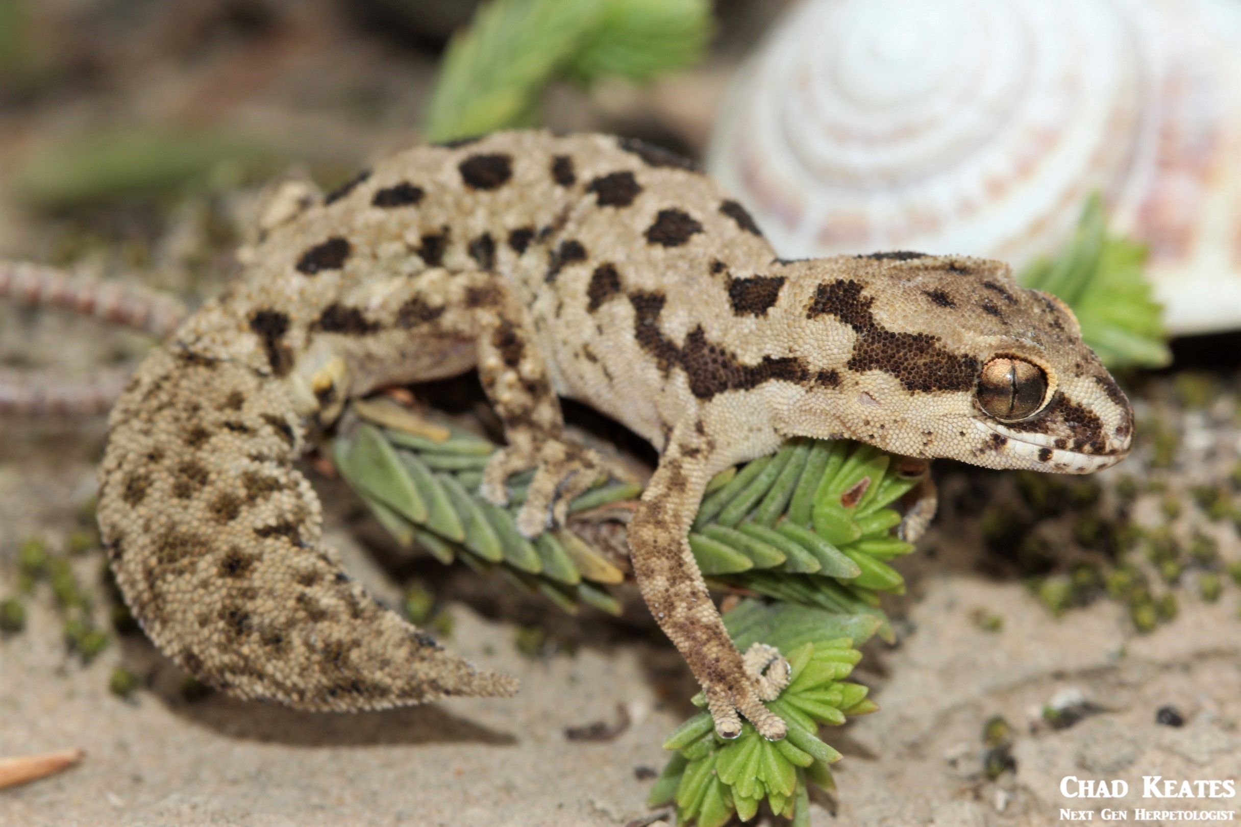 Spotted Thick-toed Gecko (Pachydactylus maculatus) | Chad Keates