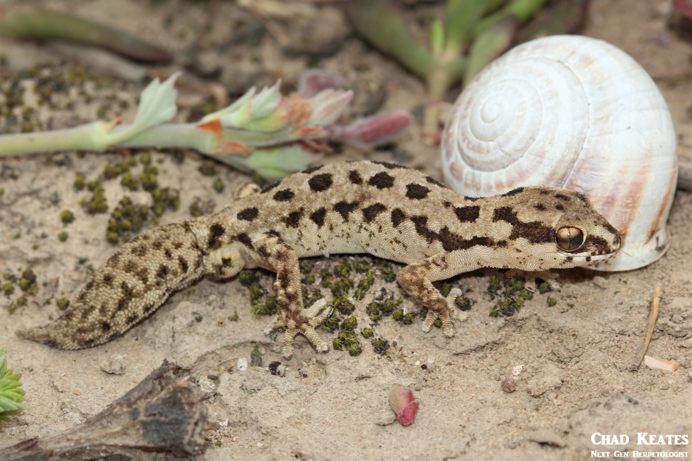 Spotted Thick-toed Gecko (Pachydactylus maculatus) | Chad Keates