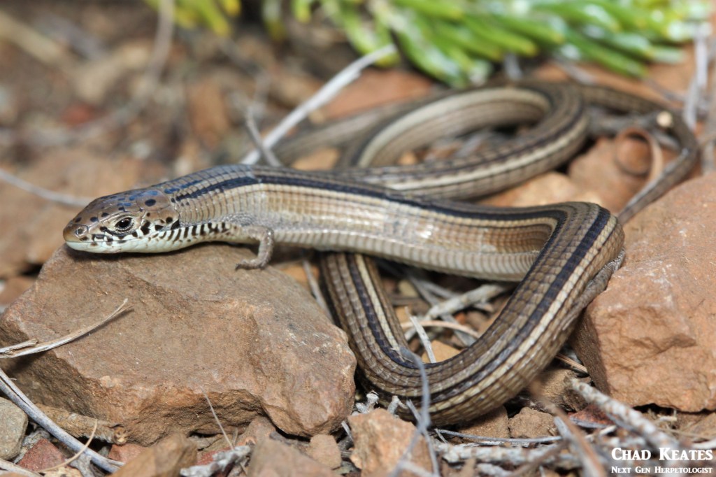 Common Long-tailed Seps (Tetradactylus tetradactylus) | Chad Keates