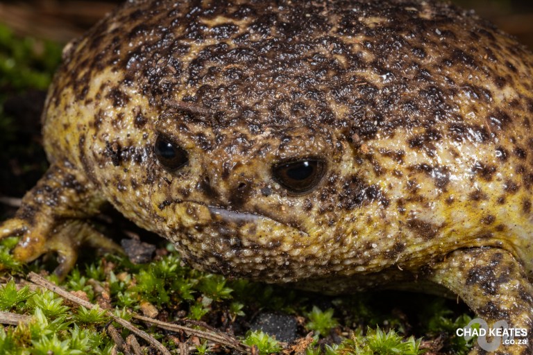 Cape Rain Frog – Breviceps gibbosus | Chad Keates
