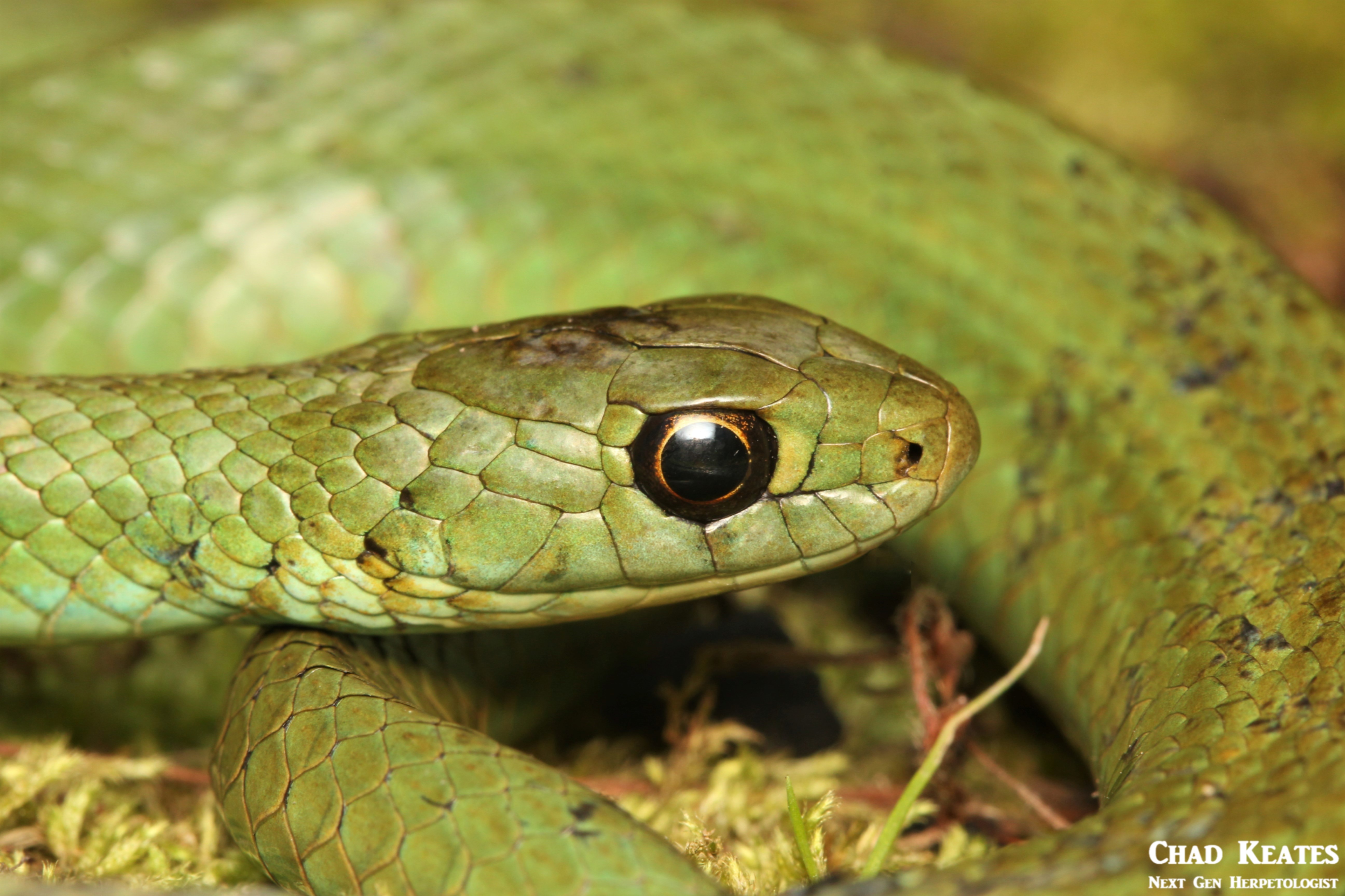 Many-spotted Reed Snake (Amplorhinus multimaculatus) | Chad Keates