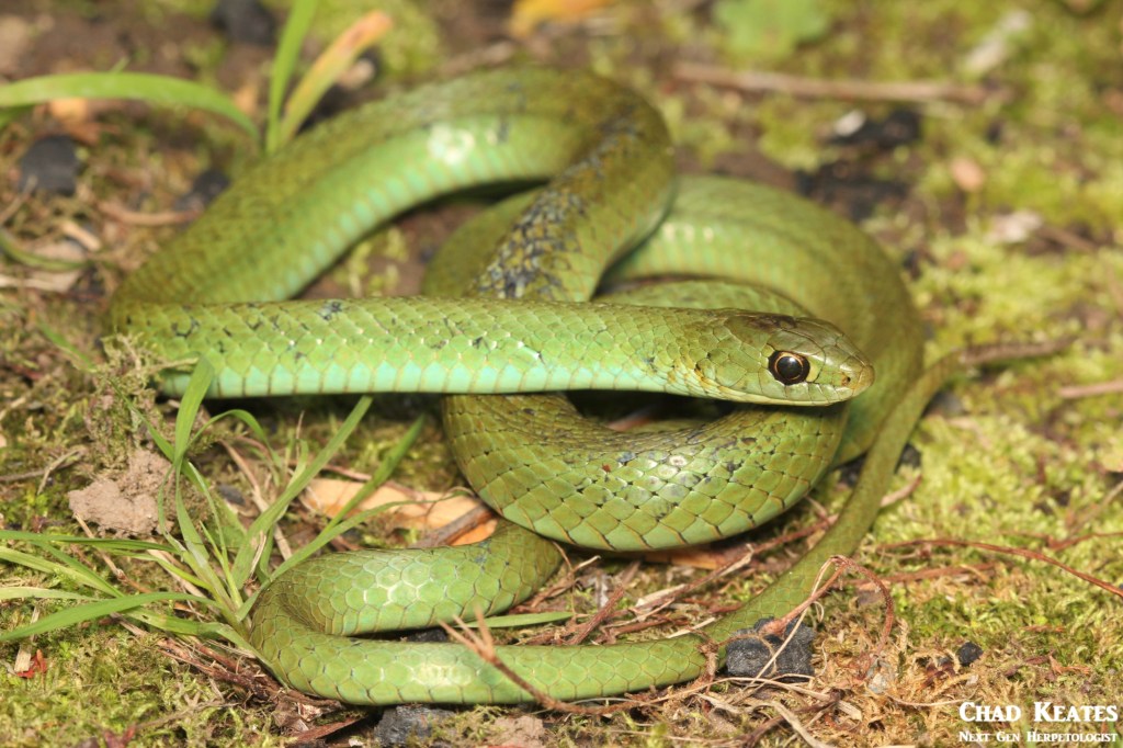 Many-spotted Reed Snake (Amplorhinus multimaculatus) | Chad Keates