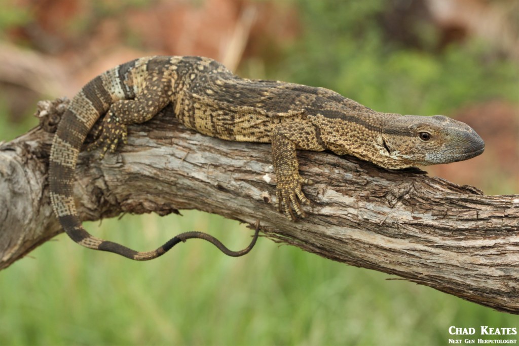 The Monitor Lizards of Southern Africa | Chad Keates