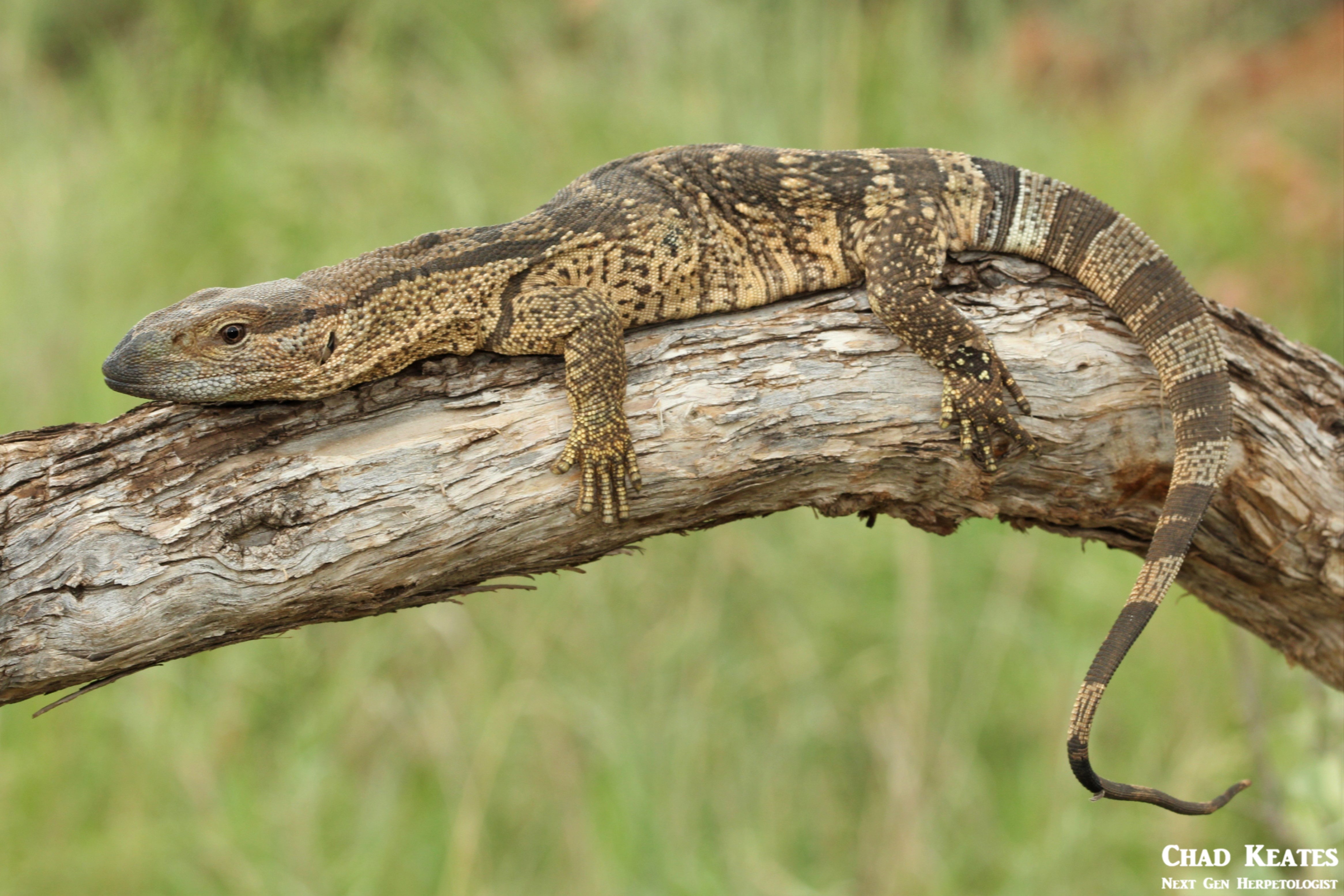 The Monitor Lizards of Southern Africa | Chad Keates