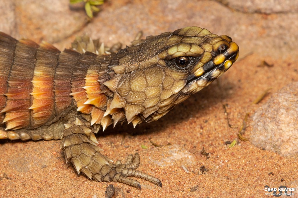 Armadillo Girdled Lizard (Ouroborus cataphractus) | Chad Keates
