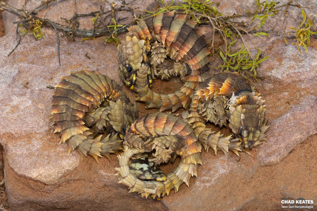 Armadillo Girdled Lizard (Ouroborus cataphractus) | Chad Keates