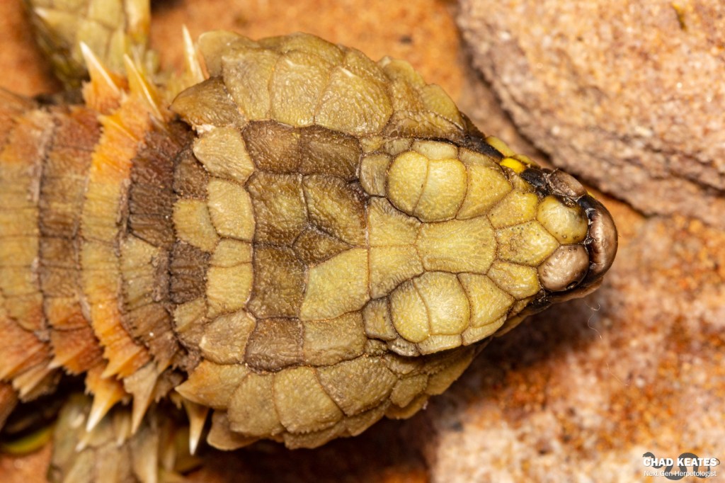 Armadillo Girdled Lizard (Ouroborus cataphractus) | Chad Keates