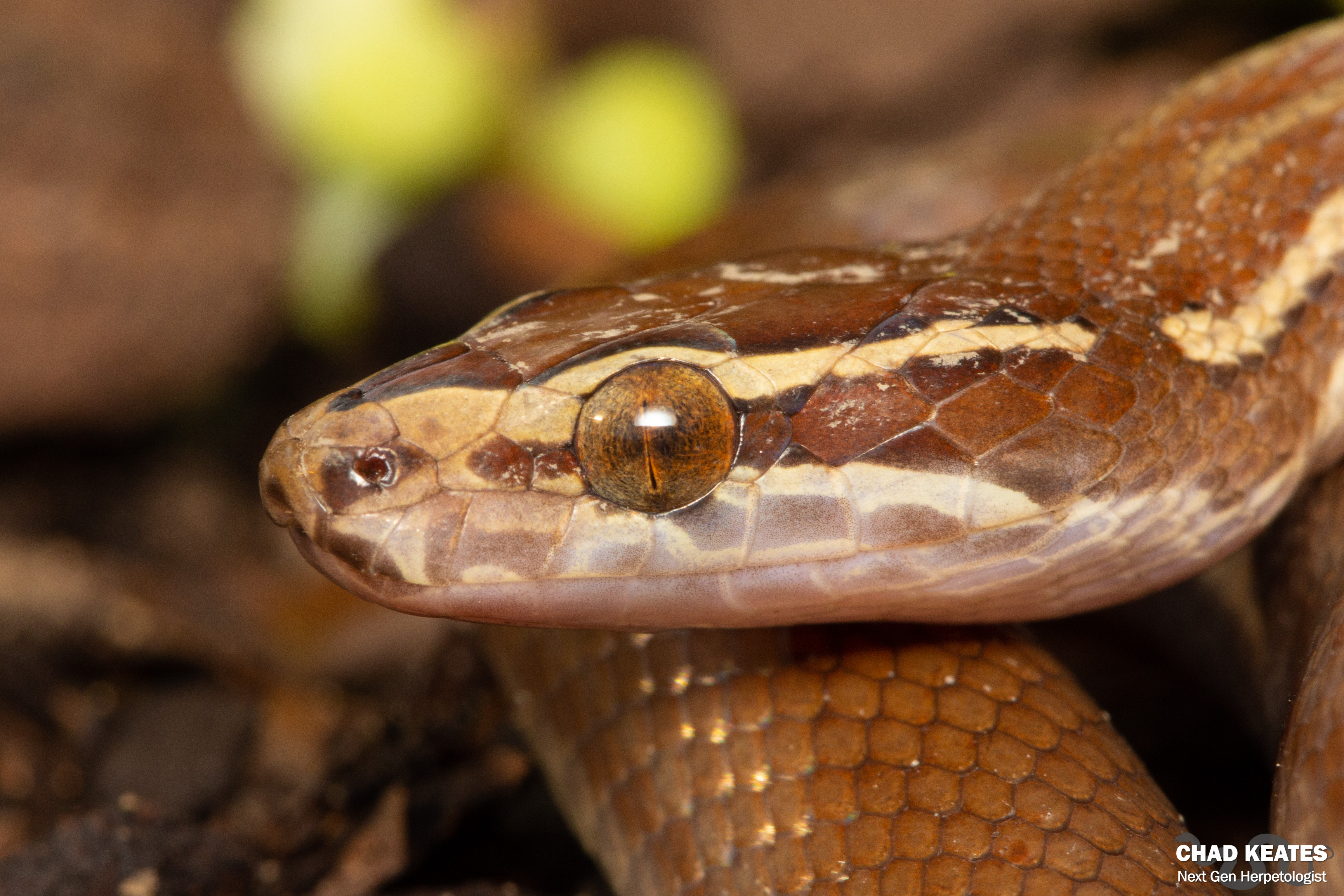 Brown House Snake – Boaedon capensis | Chad Keates
