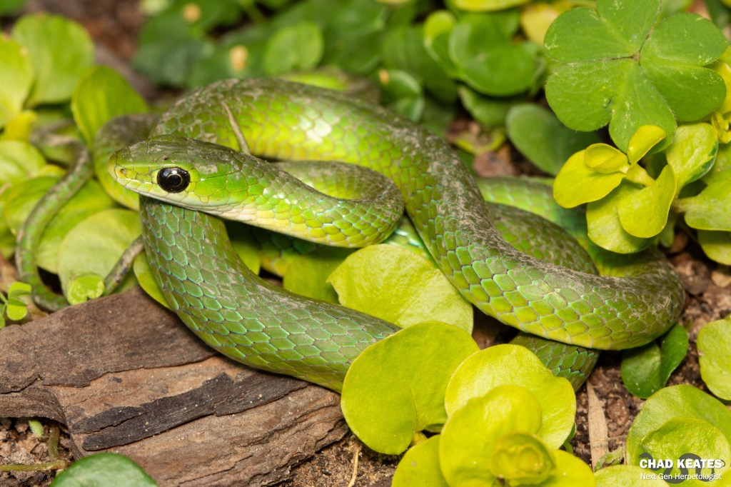 Green Water Snake (Philothamnus hoplogaster) | Chad Keates