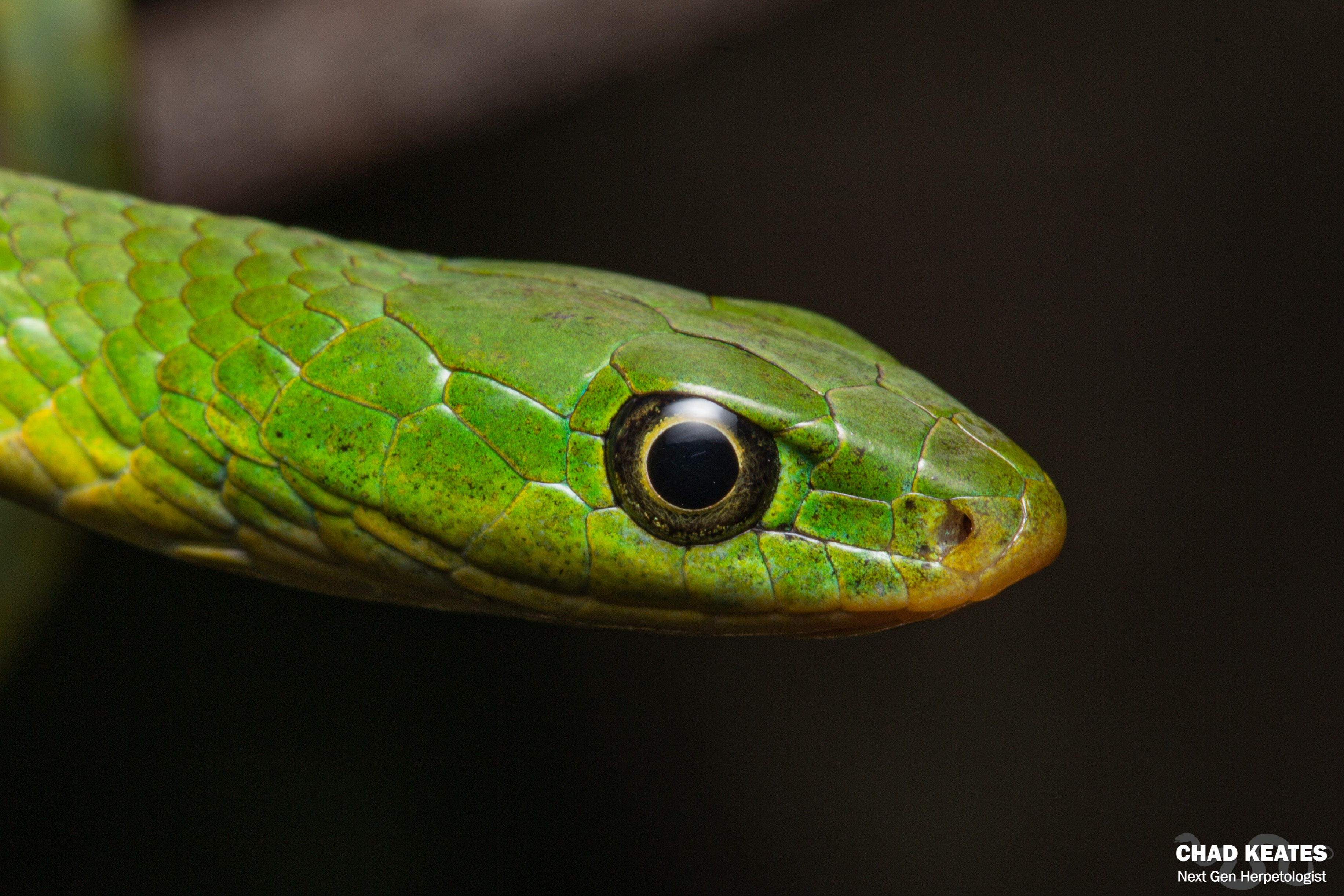 Green Water Snake (Philothamnus hoplogaster) | Chad Keates
