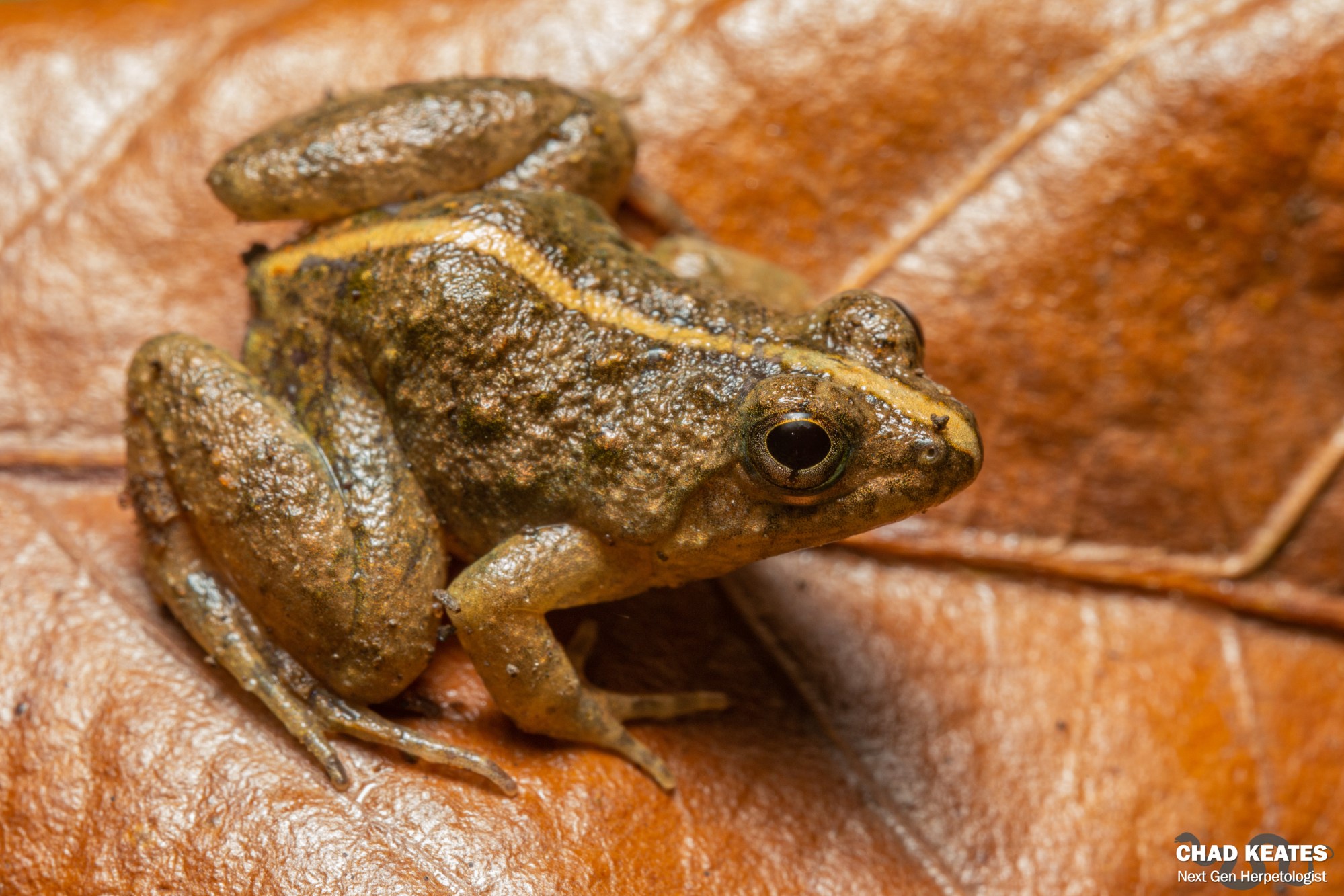 Snoring Puddle Frog Phrynobatrachus natalensis | Chad Keates