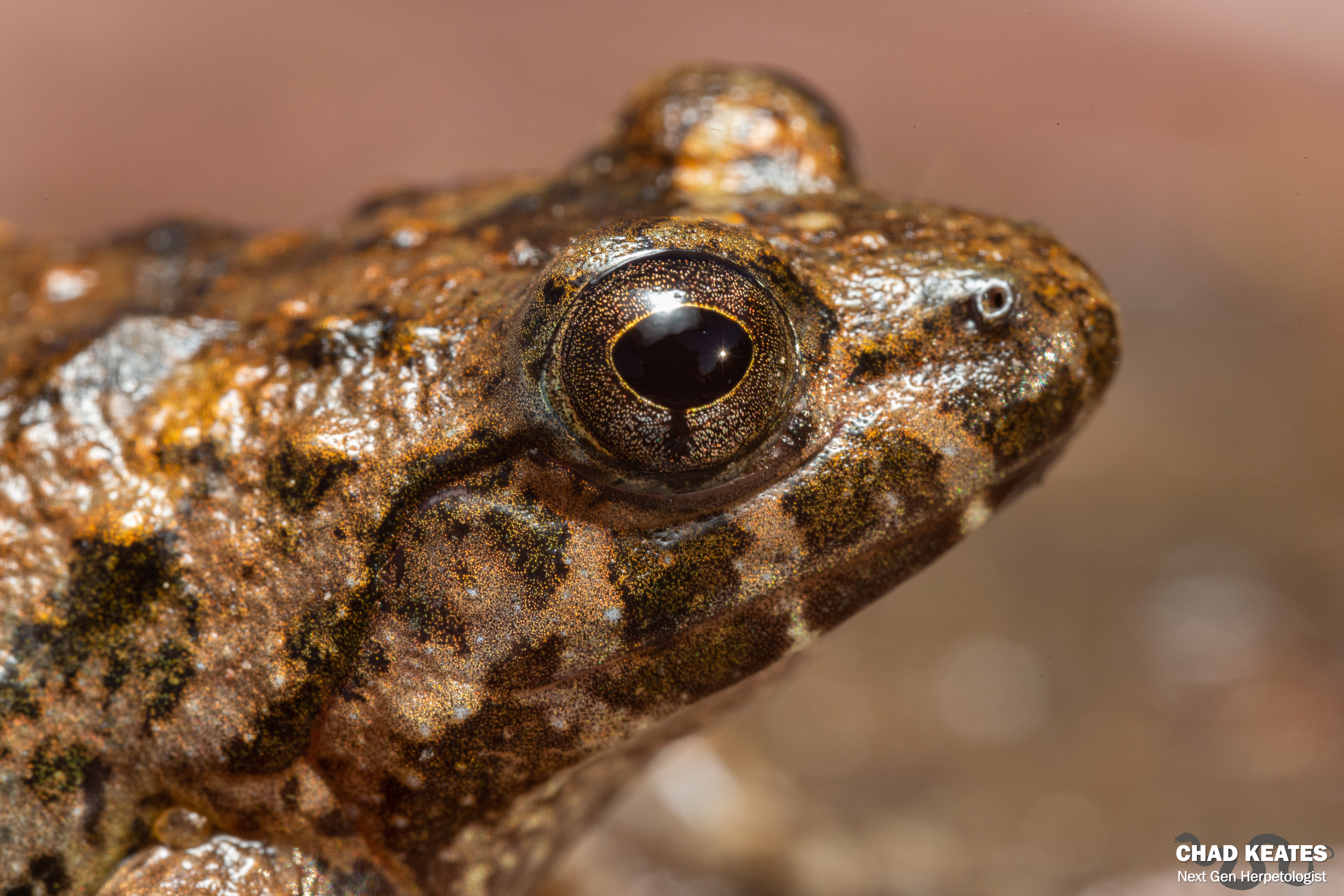 Snoring Puddle Frog Phrynobatrachus natalensis | Chad Keates