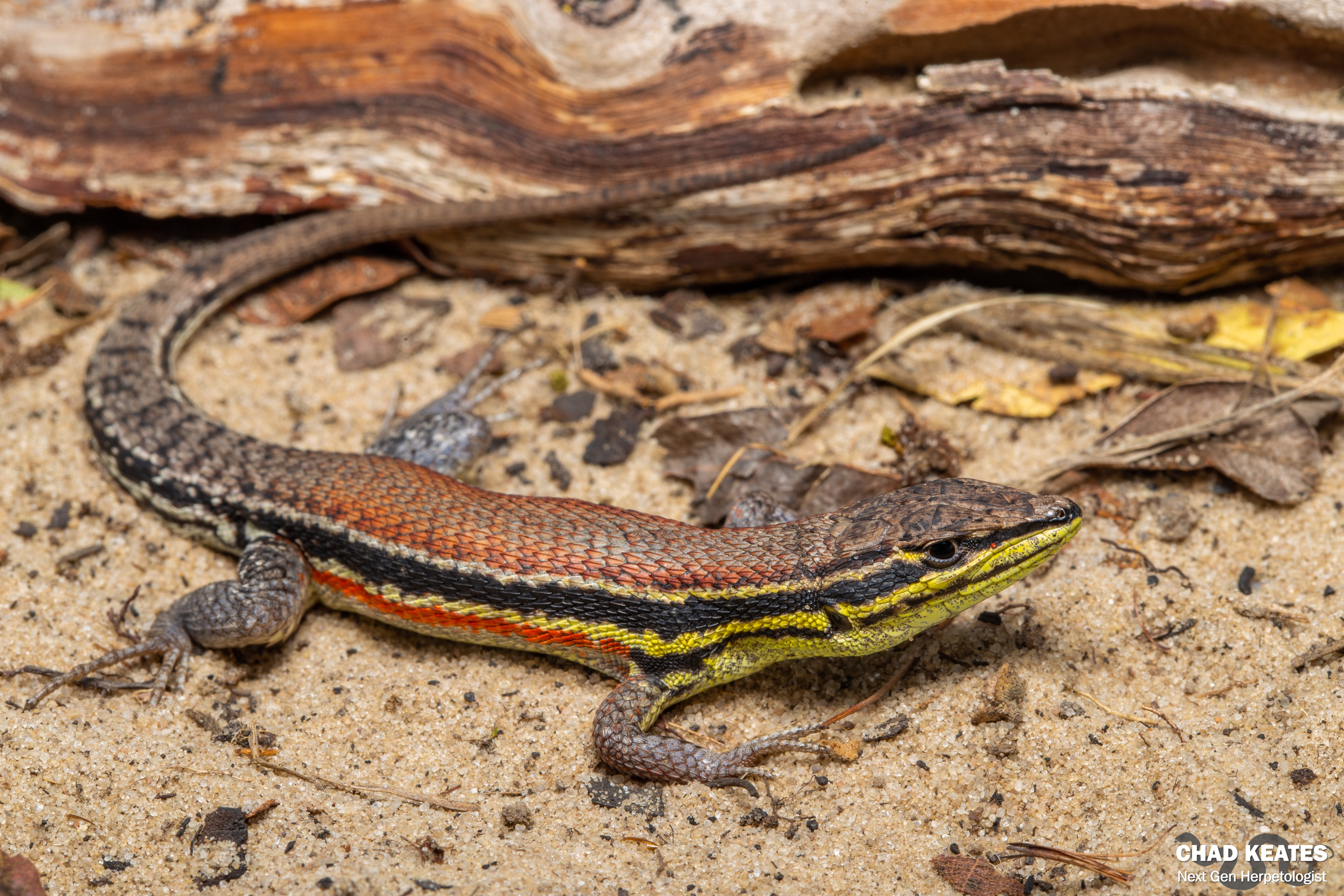 Cape Rough-scaled Lizard (Ichnotropis capensis) | Chad Keates