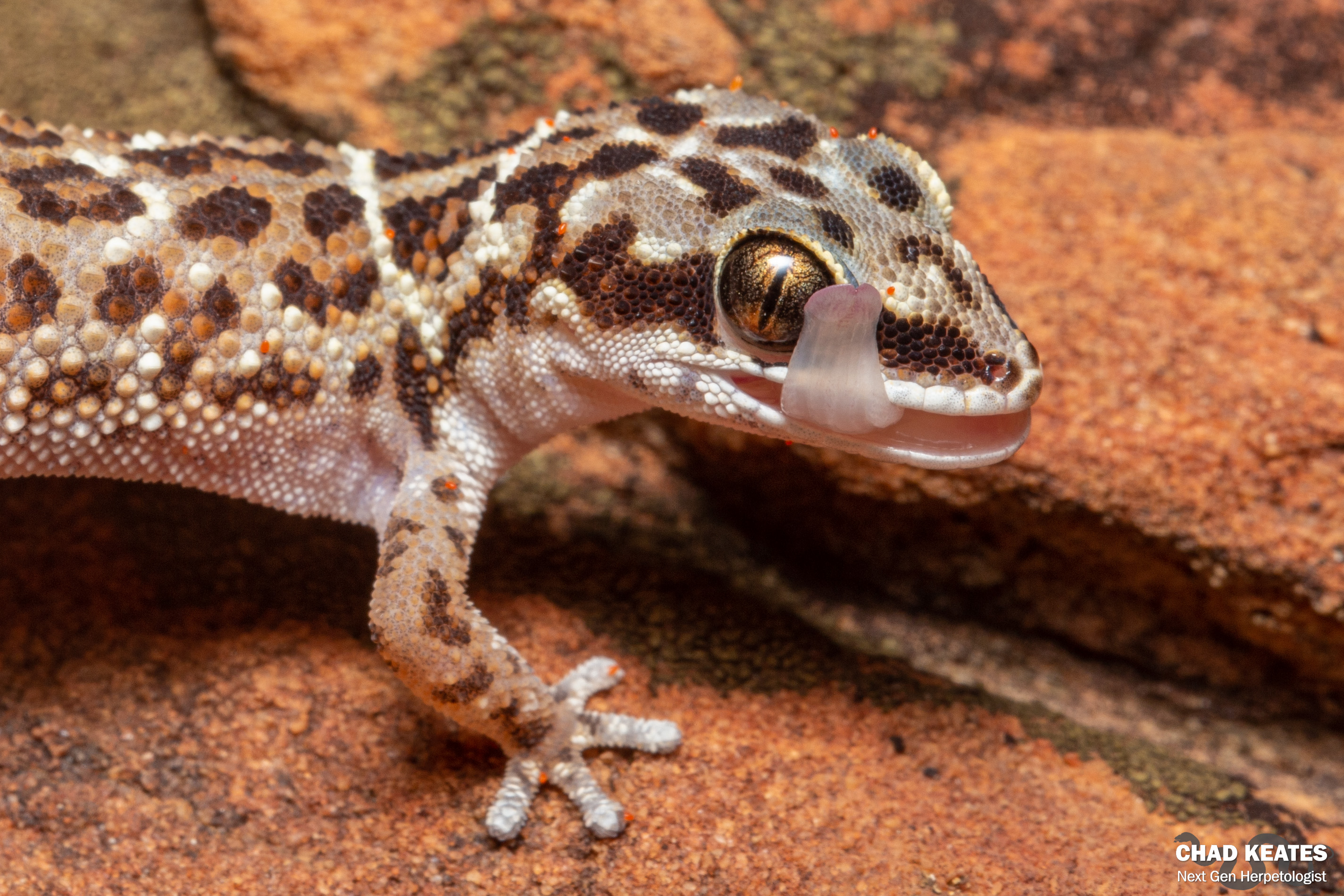 Transvaal Thick-toed Gecko (Pachyactylus affinis) | Chad Keates