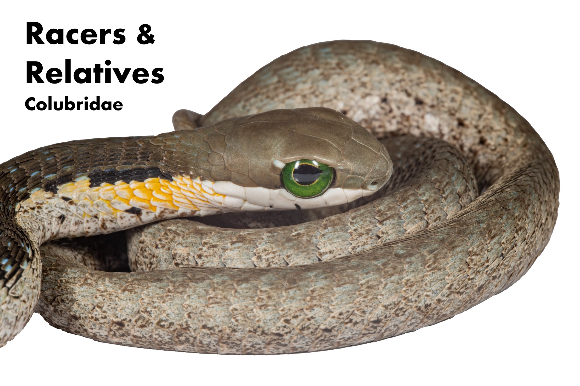 Snakes of the Eastern Cape | Chad Keates