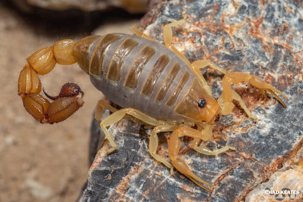 South Africa’s Most Dangerous Scorpions | Chad Keates