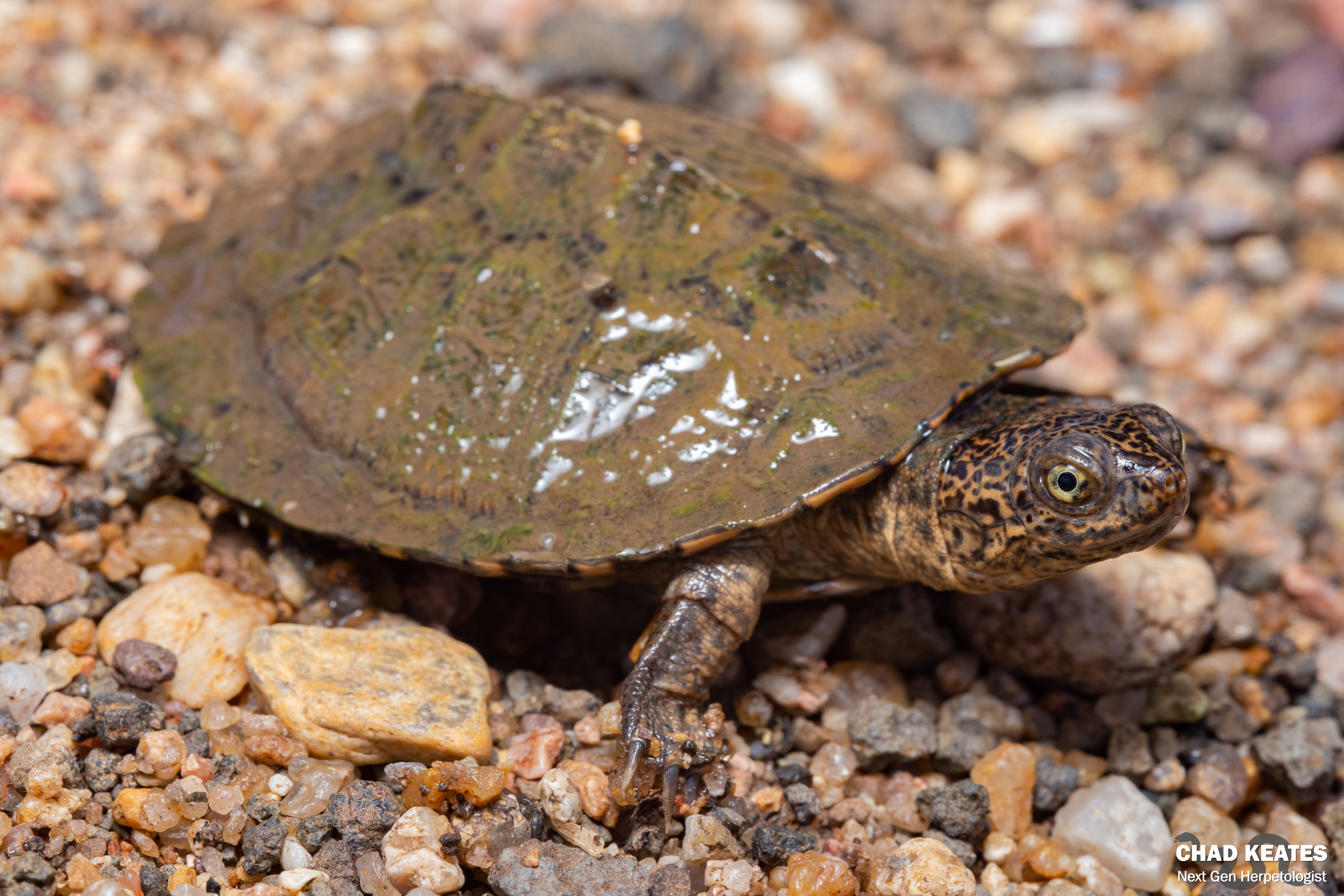 Tortoises, Turtles and Terrapins | Chad Keates