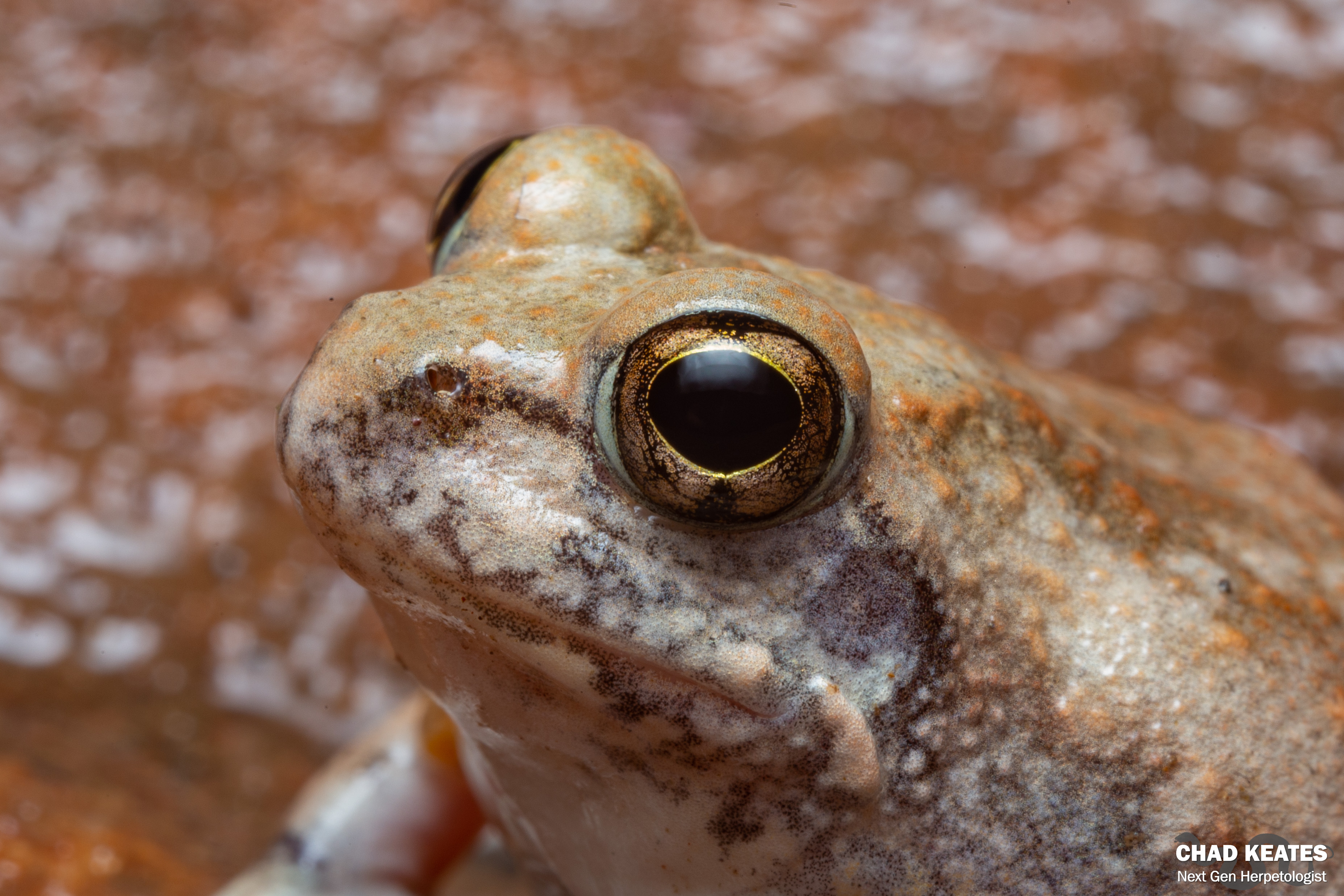 The Marbled Sand Frog (Tomopterna marmorata) | Chad Keates