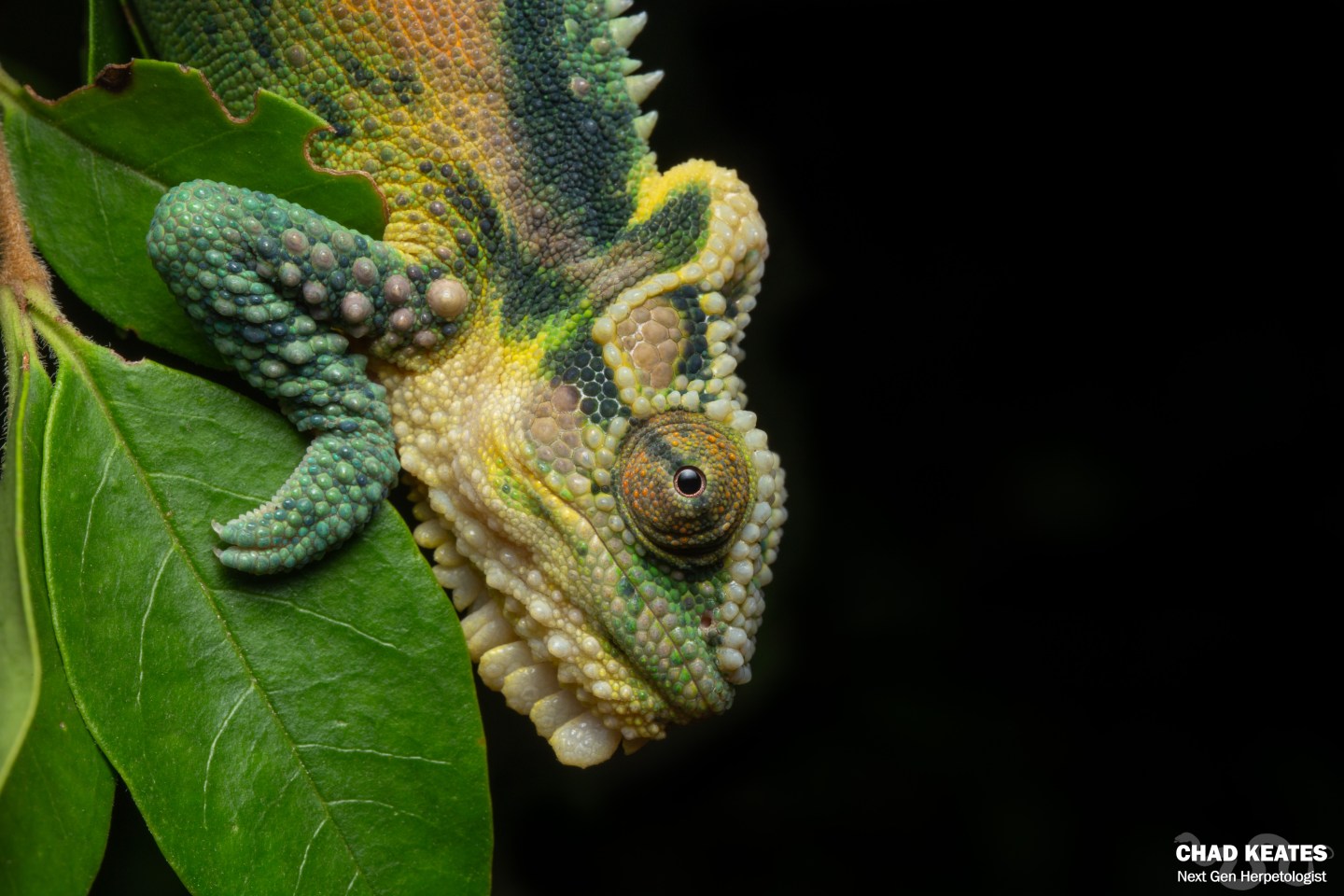 Natal Midlands Dwarf Chameleon – Bradypodion thamnobates | Chad Keates