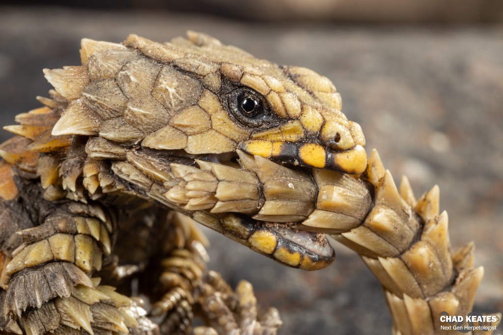 Armadillo Girdled Lizard (Ouroborus cataphractus) | Chad Keates