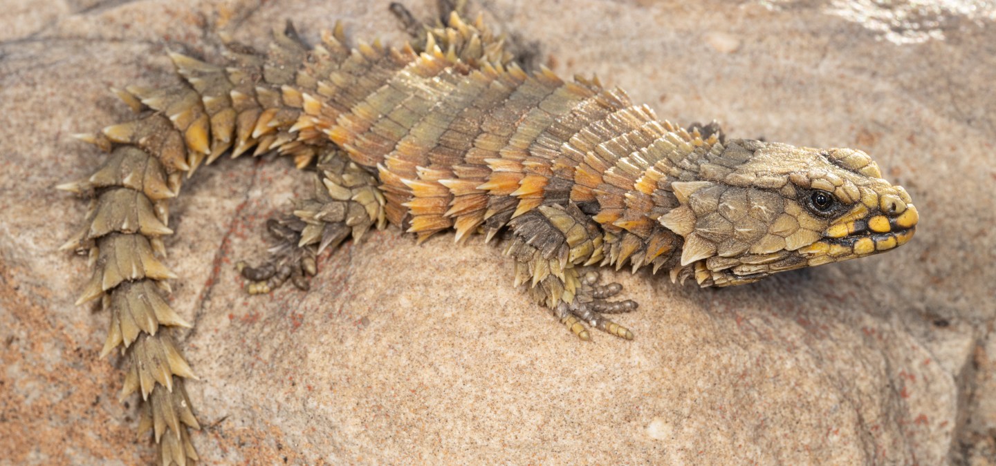 Armadillo Girdled Lizard (Ouroborus cataphractus) | Chad Keates