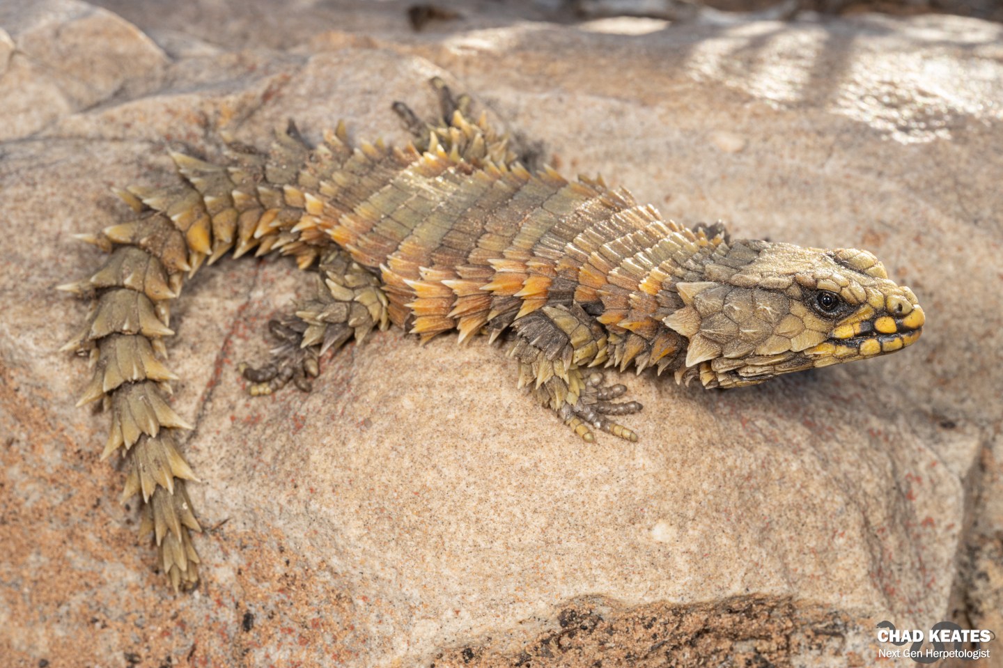 Armadillo Girdled Lizard (Ouroborus cataphractus) | Chad Keates