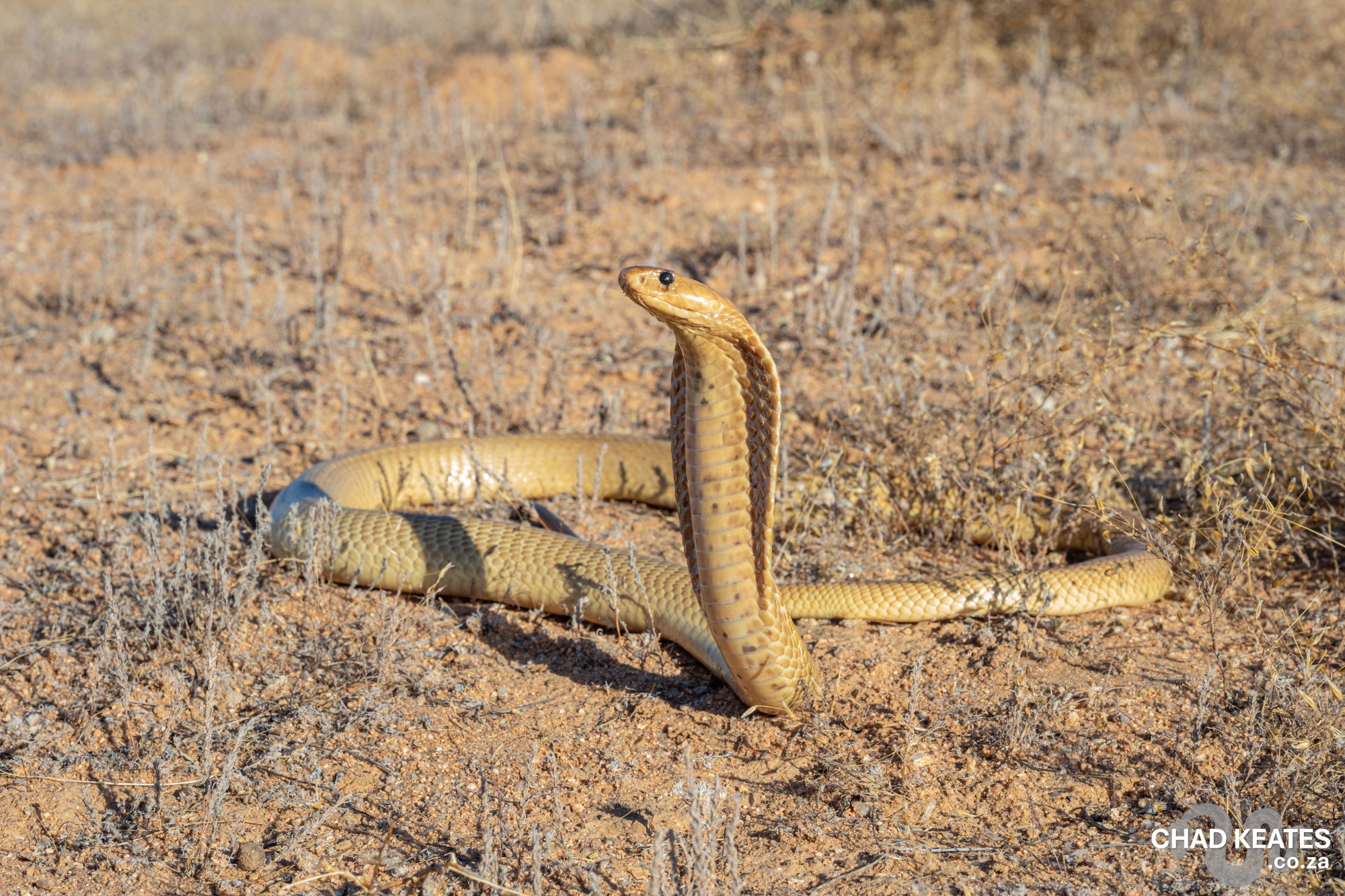 The Most Dangerous Snakes in South Africa | Chad Keates