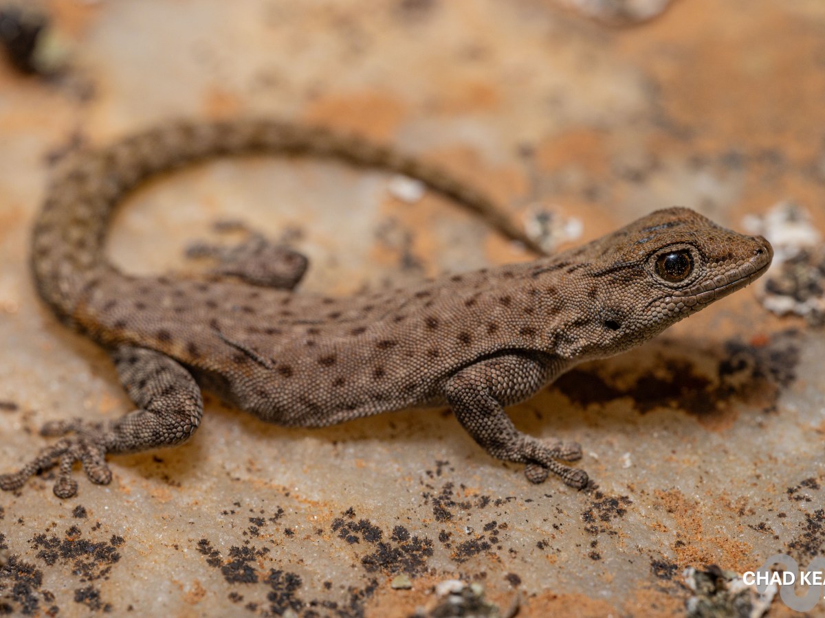 The Monitor Lizards of Southern Africa | Chad Keates