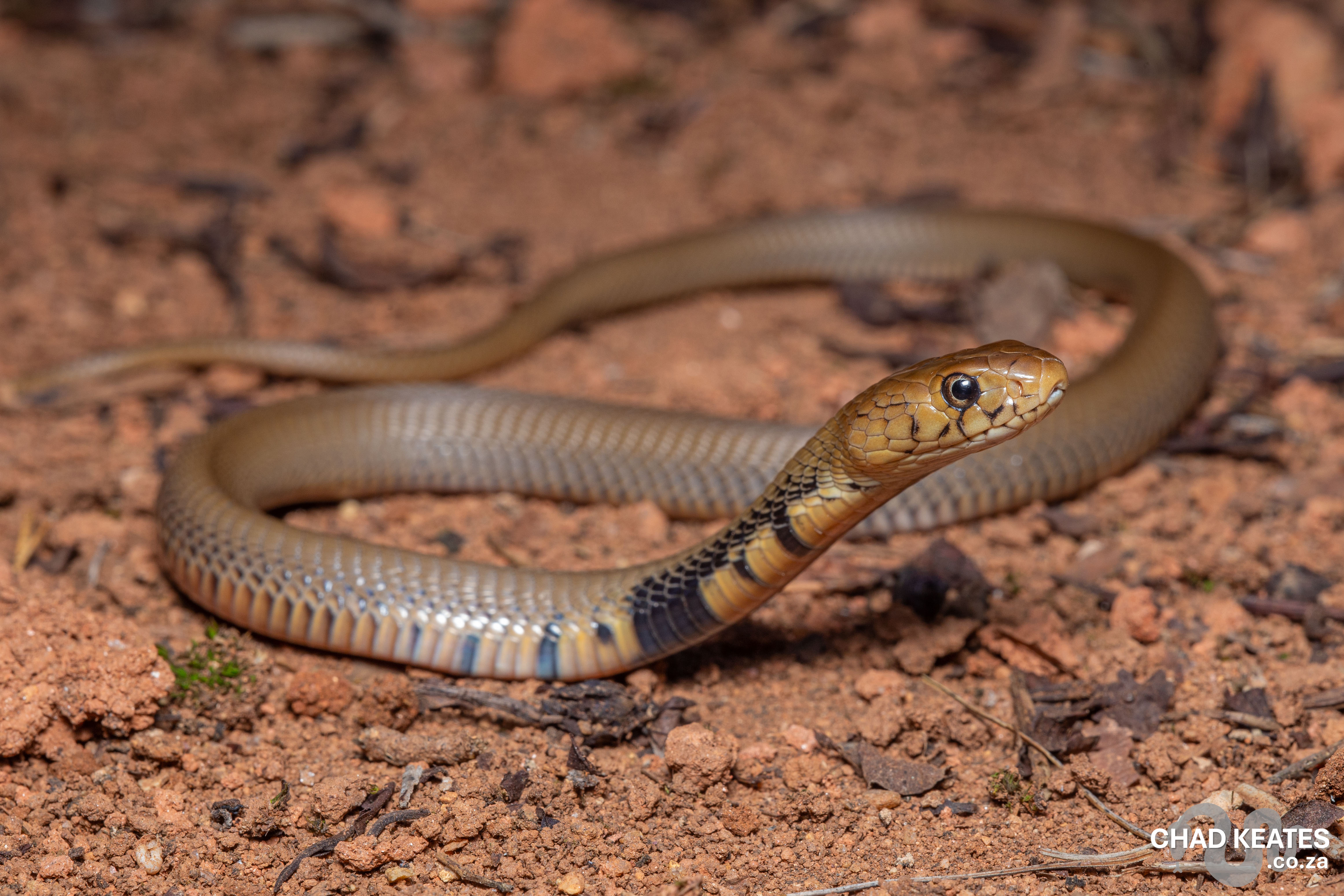 Mozambique spitting cobra – Naja mossambica | Chad Keates