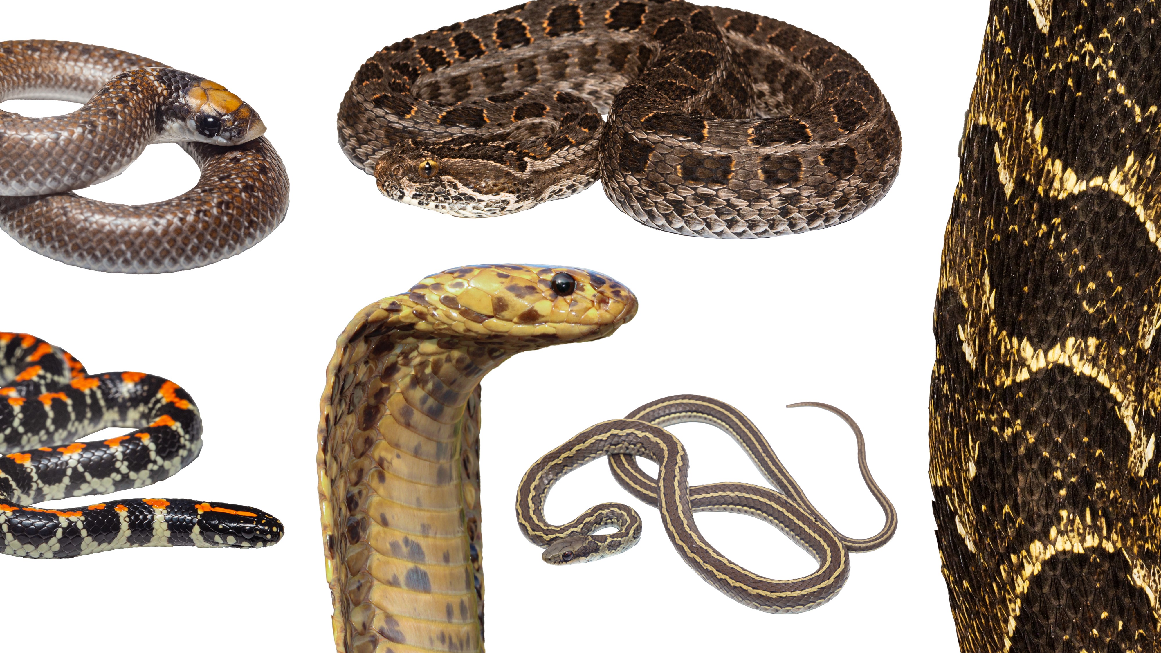 The Snakes of Lesotho | Chad Keates